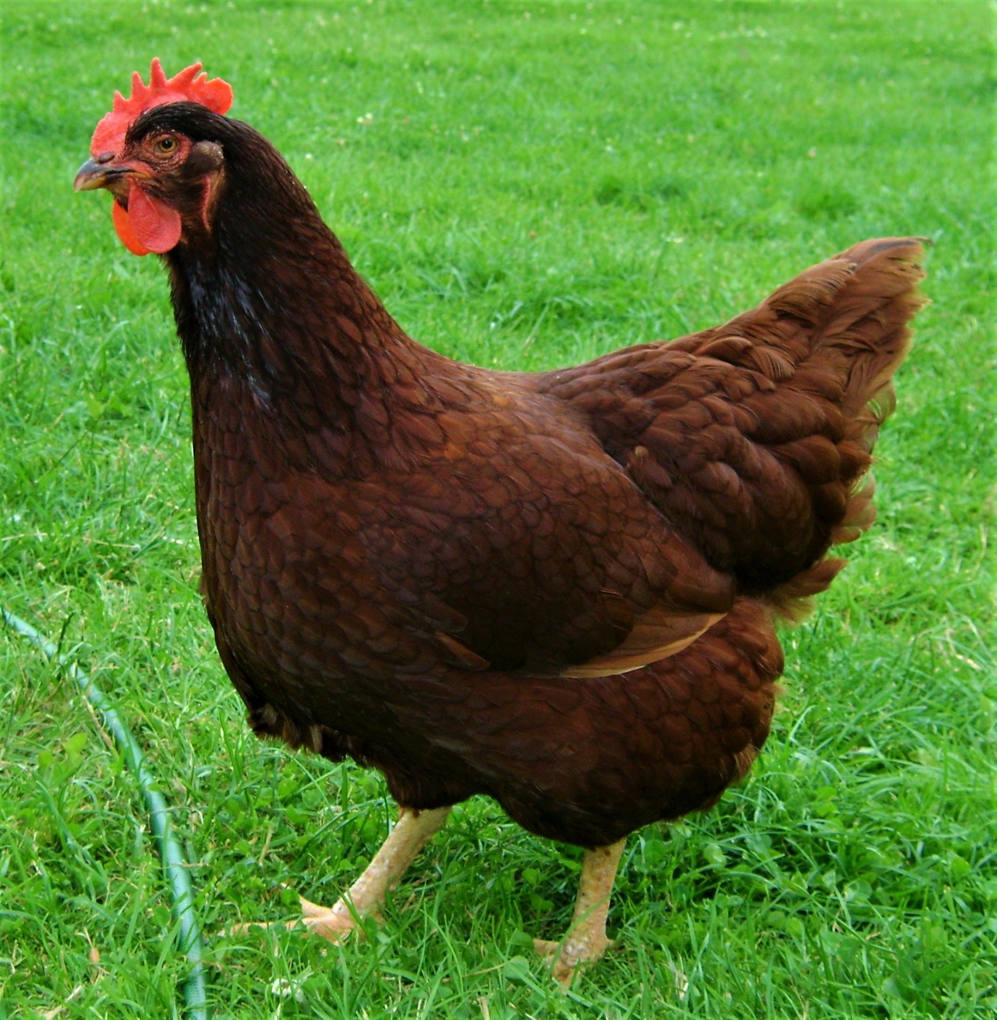 Red Chickens